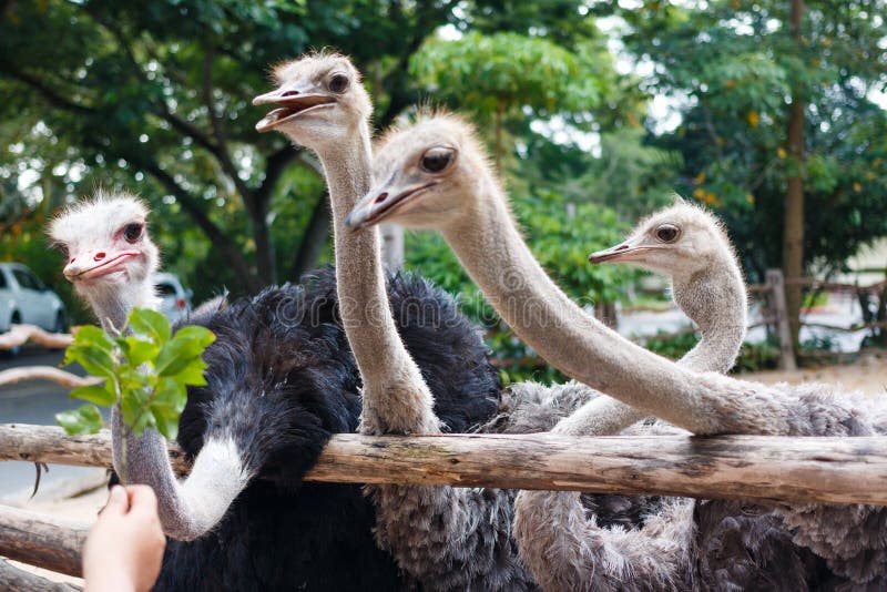 Ostriches eating leaf stock image. Image of closeup, wildlife - 43582885