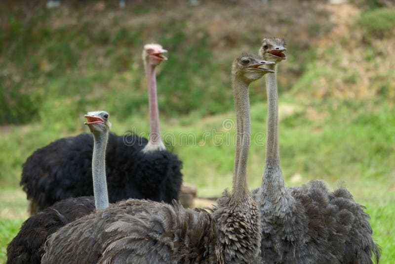 Ostriches stock photo. Image of beak, bird, head, flock - 48712734