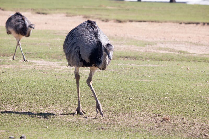 Ostriches Grazing by the Sea at Cape Point Stock Image - Image of coast ...