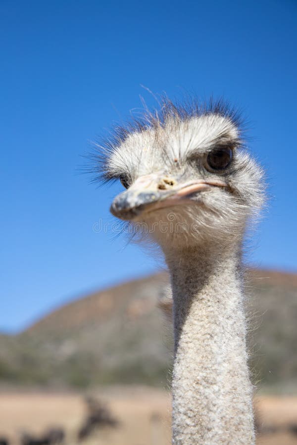 Ostriches in the Klein Karoo - South Africa Stock Image - Image of ...