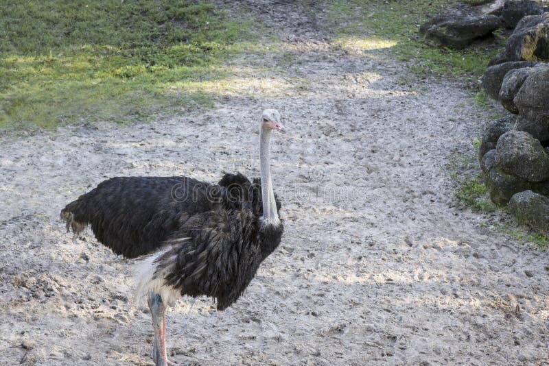 Ostrich stock photo. Image of wildlife, nature, large - 264376248