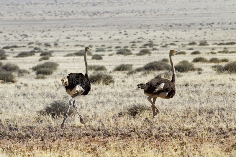 Ostriches running stock image. Image of kalahari, tourist - 27848767