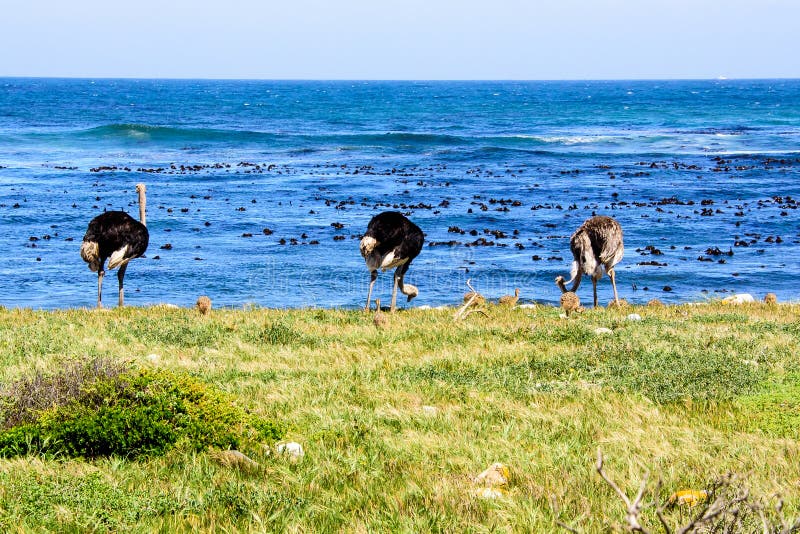 Ostriches by the sea stock photo. Image of nature, avian - 69972950