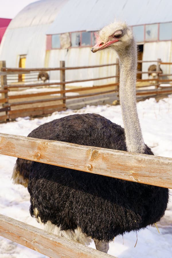 Ostriches Standing Inside a Barn on an Ostrich Farm, Surrounded by ...