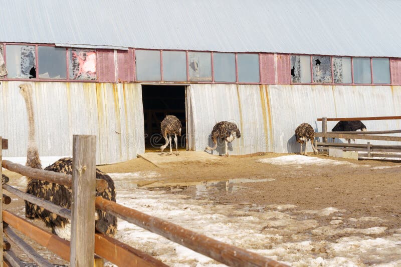 Ostriches Standing Inside a Barn on an Ostrich Farm, Surrounded by ...