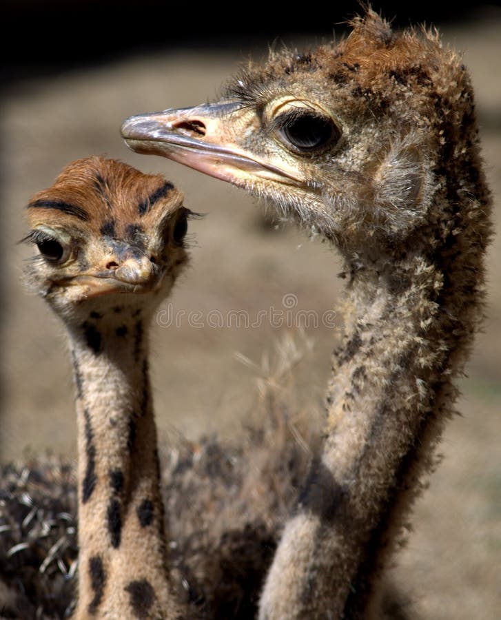 Ostriches stock image. Image of african, nature, neck - 47852017