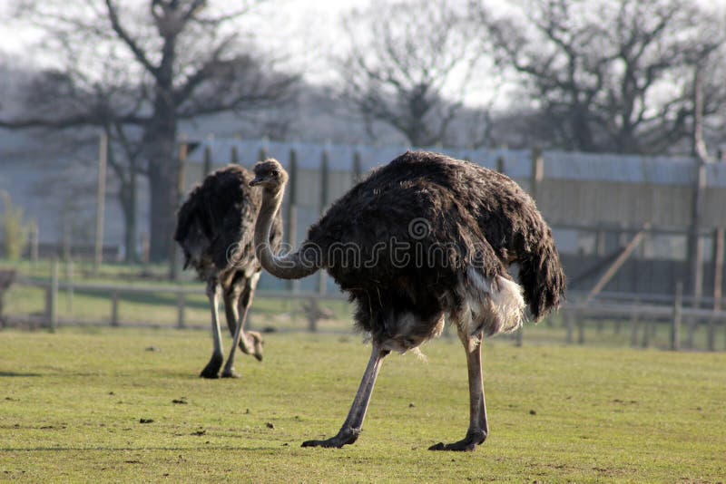 Long Board Game Animals Stock Photos - Free & Royalty-Free Stock Photos ...