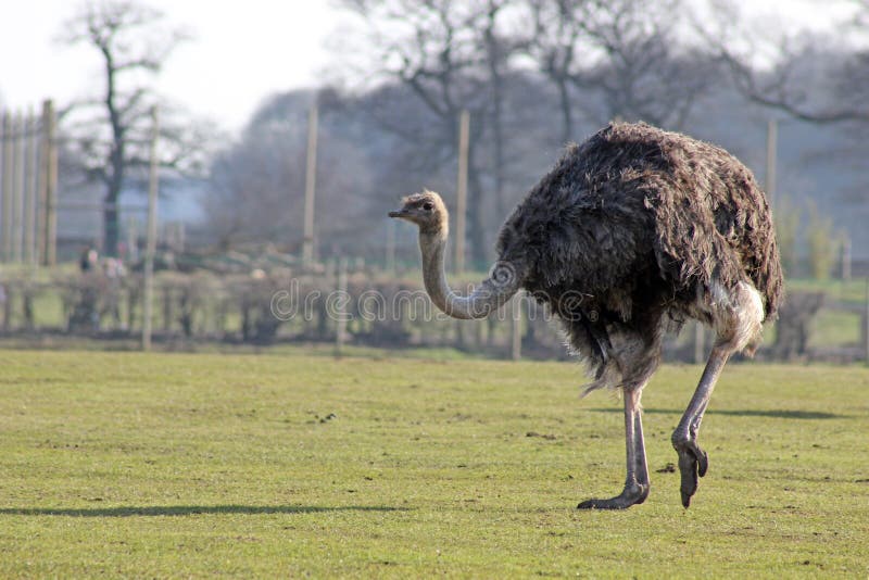 Long Board Game Animals Stock Photos - Free & Royalty-Free Stock Photos ...