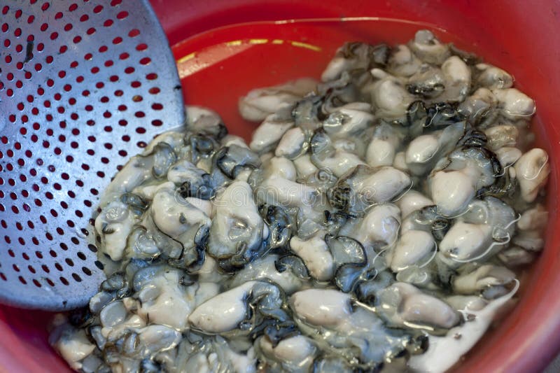 Ostron arkivfoto. Bild av kött, flotta, ostron, grön - 26755224