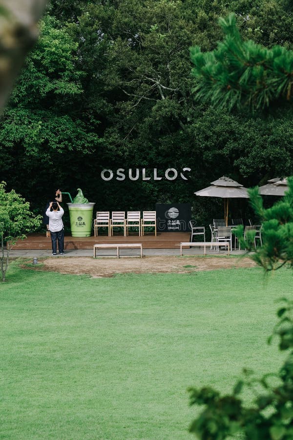 Osulloc Green Tea Farm Scenery in Summer Editorial Stock Photo - Image ...