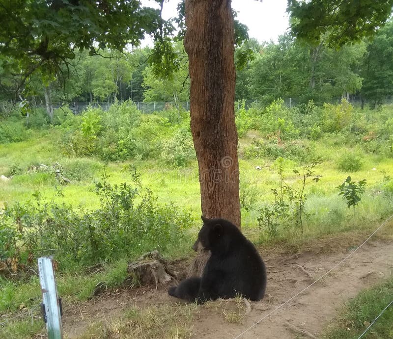 Oswalds bear ranch!! stock image. Image of oswalds, newberry - 227714109