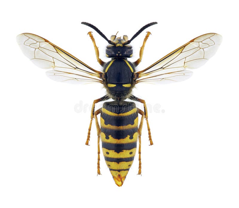 Królowej vespula osa obraz stock. Obraz złożonej z nikt - 23376383