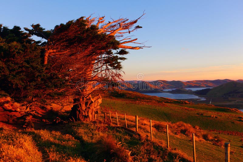 Otago Peninsula, Dunedin stock photo. Image of highlands - 20026322