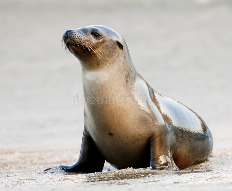 Lion de mer image stock. Image du faune, animaux, créature - 13598657