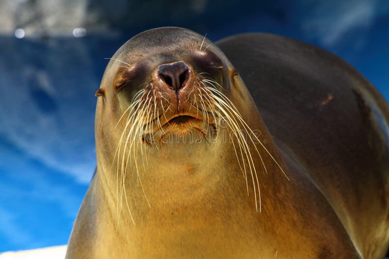 Otarie photo stock. Image du piqué, mammifère, câlin - 19972338