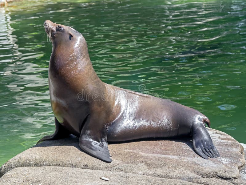 Otarie image stock. Image du zoologie, ailettes, gentil - 45126581