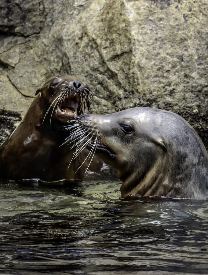Images Alimentation De L Otarie - Téléchargez 259 Photos libres de droits