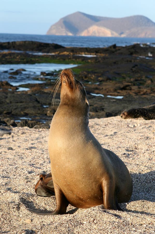 Otarie femelle photo stock. Image du lion, fourrure, adorable - 6128970
