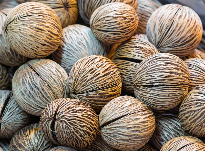 Othalanga seed stock image. Image of arali, mango, odollam - 30180793