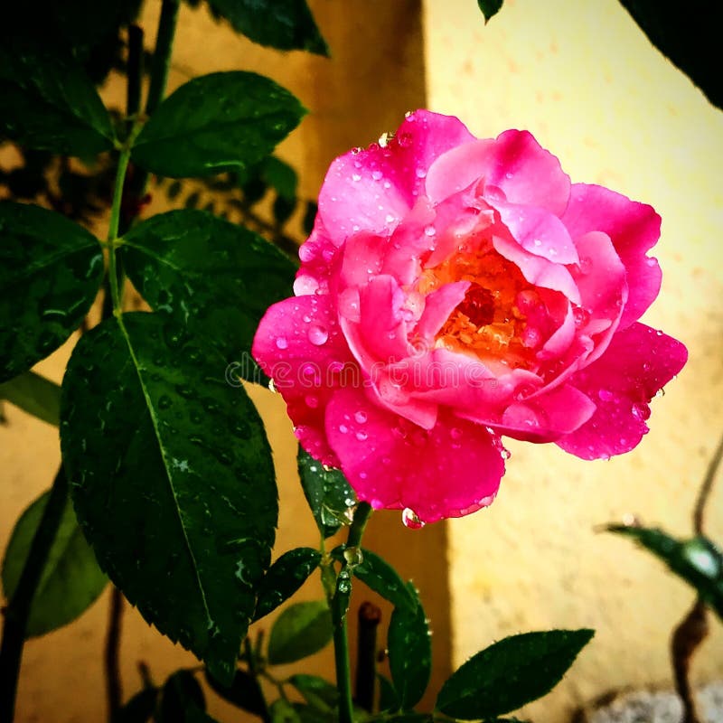 Othello Rose Stock Photos - Free & Royalty-Free Stock Photos from ...