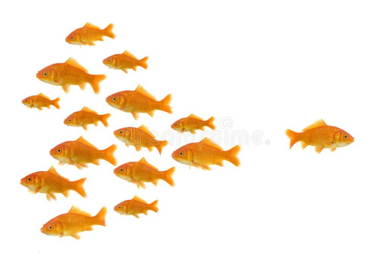 663 Goldfish Different Stock Photos - Free & Royalty-Free Stock Photos ...