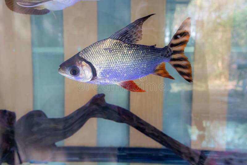 The other fish in aquarium stock image. Image of fish - 221353263