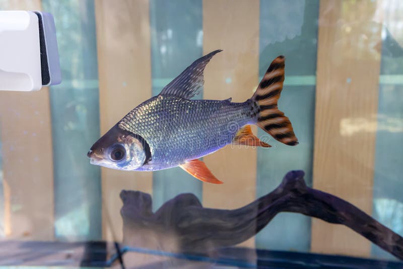 The other fish in aquarium stock image. Image of large - 221353489