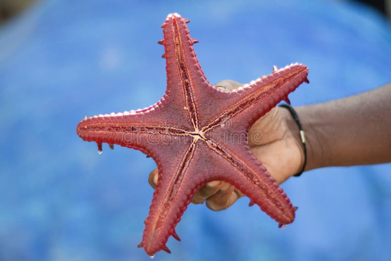 FISH & STAR FISH Jewelry & Beauty Jewelry Making & Beading Materials ...