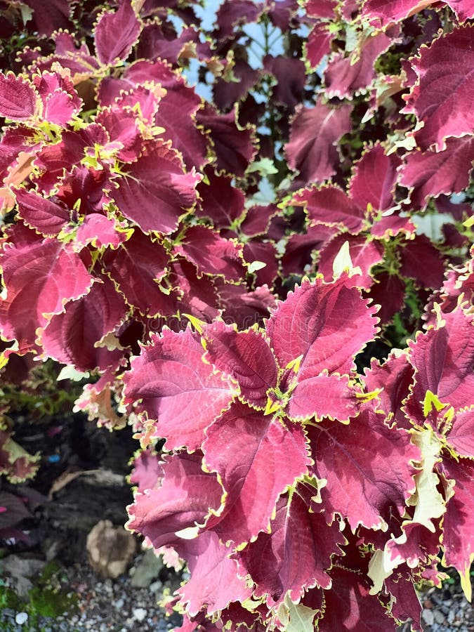 Other Types of Coleus Plants Stock Photo - Image of types, plants ...
