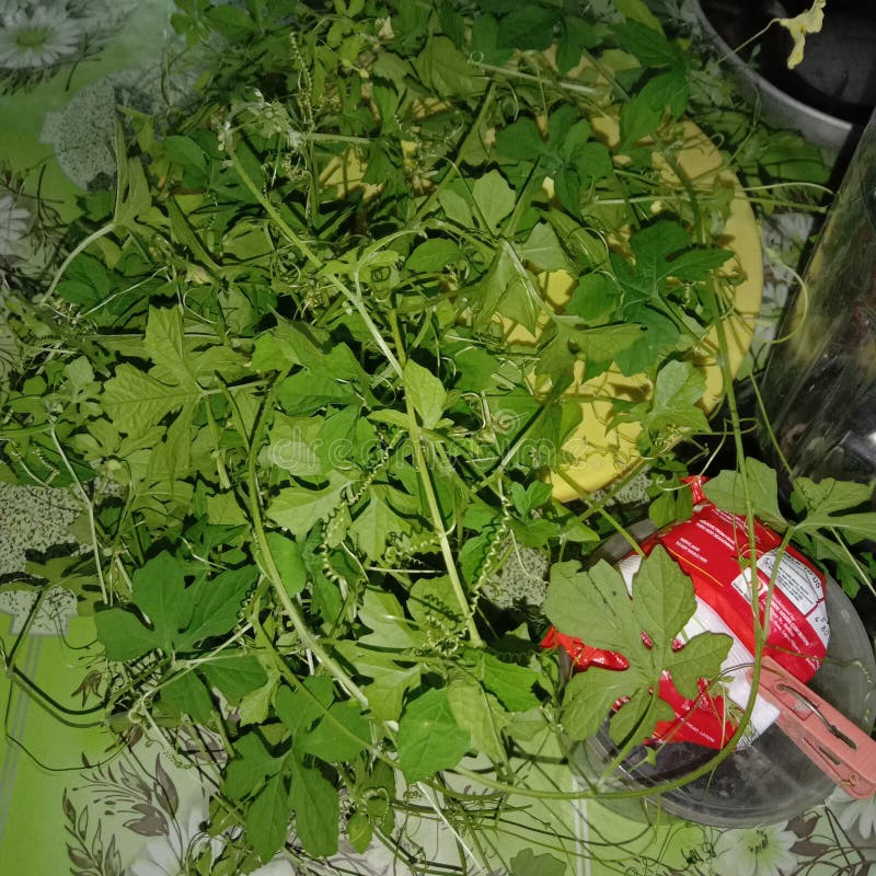 Other Variety of Bitter Guard Can Find in Tropical Countries Stock ...