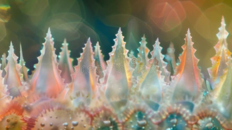 An Otherworldly Landscape of Shimmering Translucent Cones and Spines ...