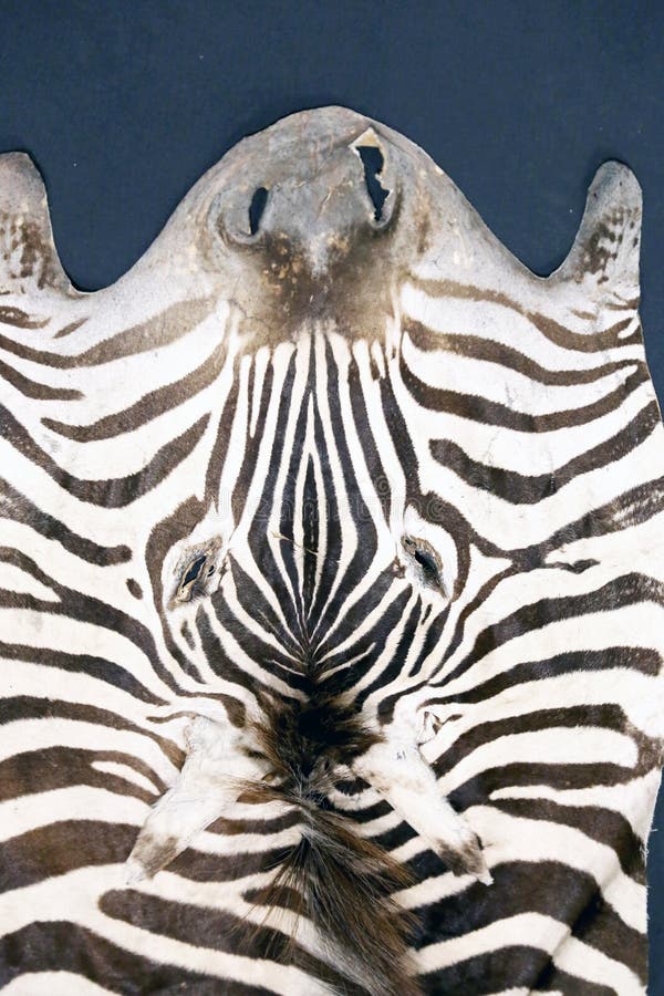 Close up of zebras fur stock image. Image of decoration - 269671527