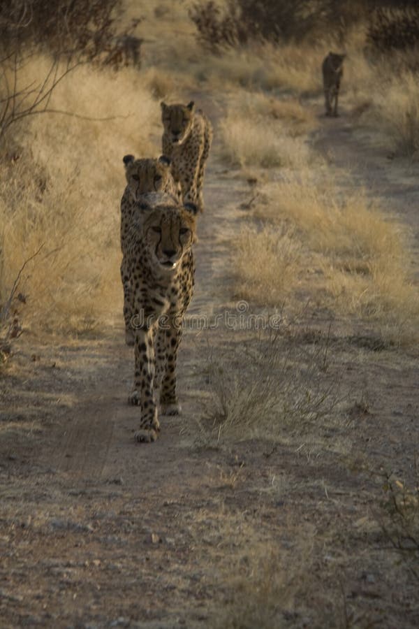 Cheetah queue stock photo. Image of animals, jubatus - 138738890