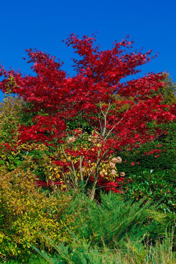 Árbol de arce japonés rojo foto de archivo. Imagen de color - 16861570