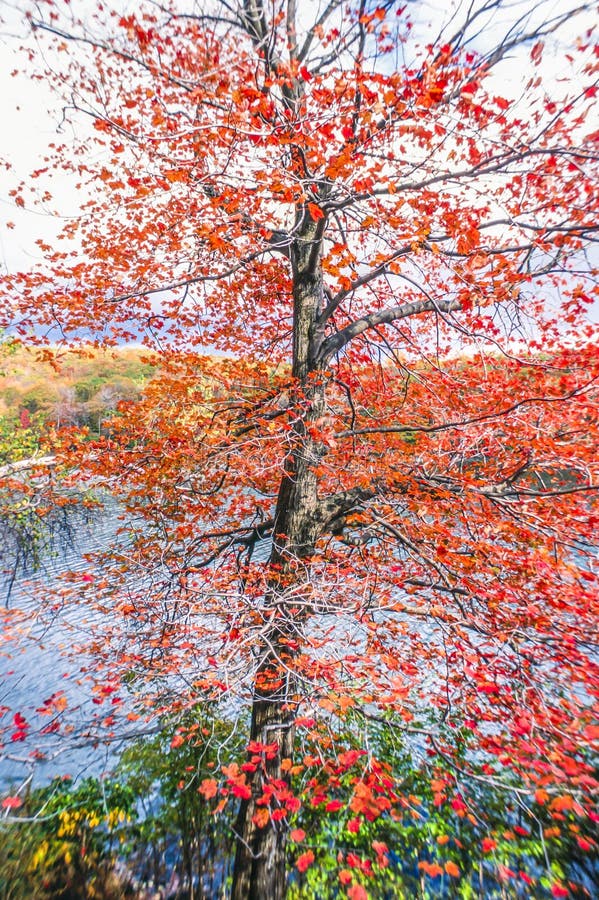 Sola calabaza del otoño imagen de archivo. Imagen de octubre - 23426467