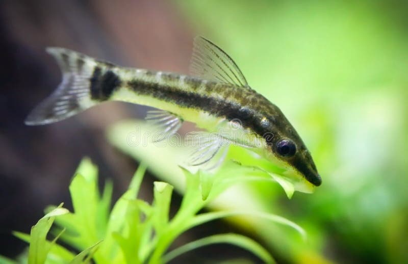 Otocinclus in Planted Aquarium Stock Photo - Image of eater, green ...