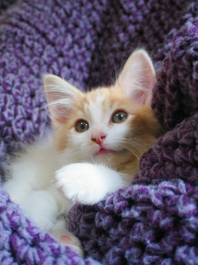 Otro gatito adorable foto de archivo. Imagen de adorable - 309170