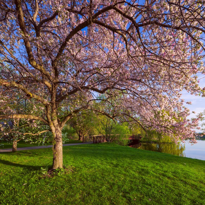 Ottawa Dominion Arboretum in Spring Stock Image - Image of garden ...