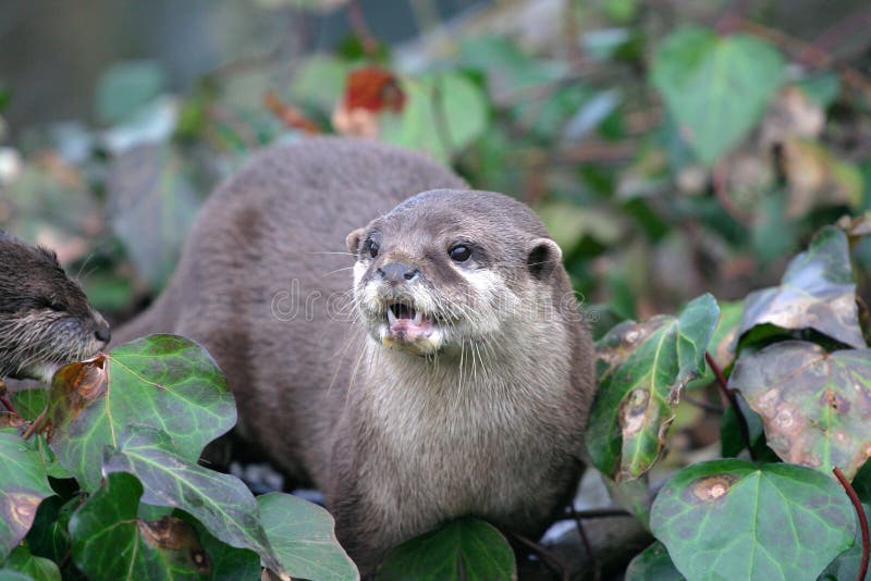 Angry Otter stock photo. Image of face, cinerea, mammal - 19049668