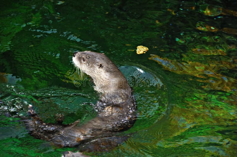 Otter stock image. Image of wave, otter, raising, movement - 11786635