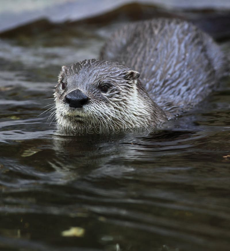 White sea otter stock photo. Image of ocean, brown, portrait - 12499488