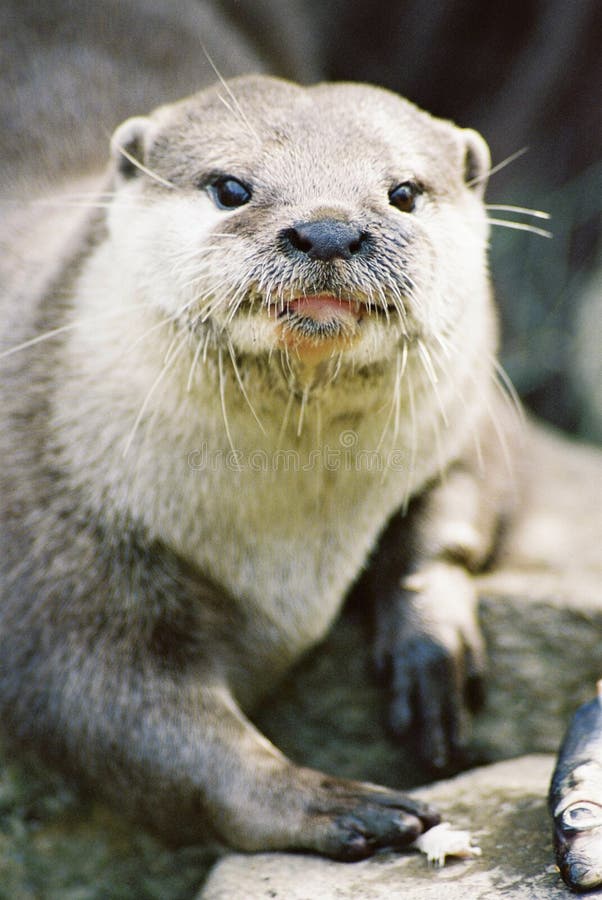 Otter stock photo. Image of otter, fish, relaxed, eyes - 1799594