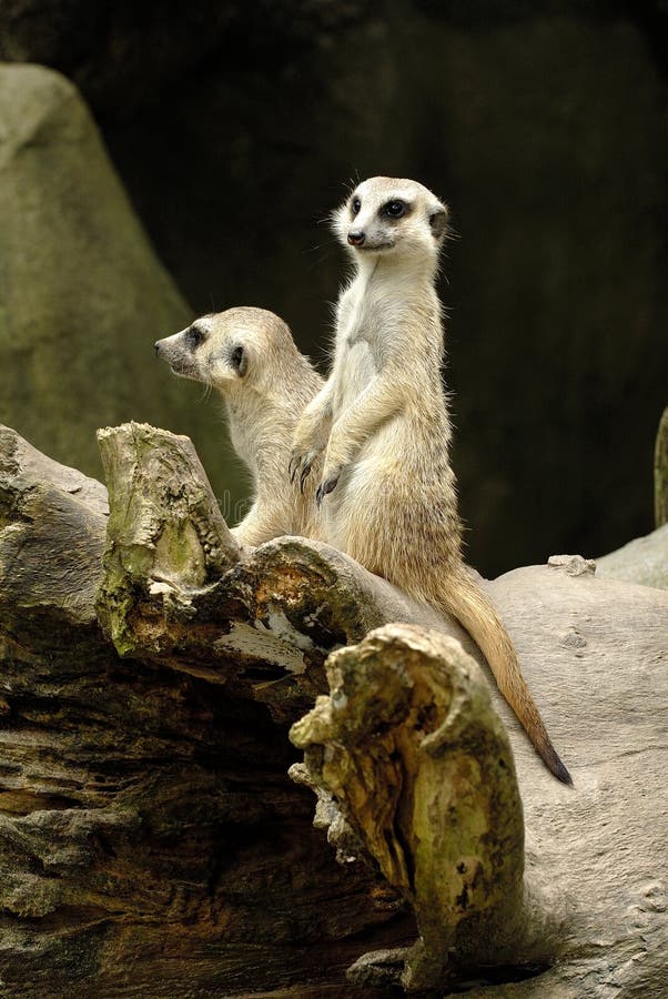 Otter stock photo. Image of tiny, adorable, huggable, sweet - 2231594