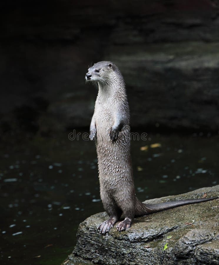 Otter stock photo. Image of stand, brown, cute, lutrinae - 22627034