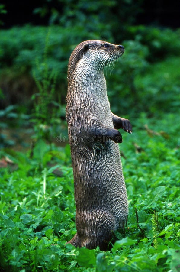 Otter stock photo. Image of mammal, lutra, prey, beast - 2455024