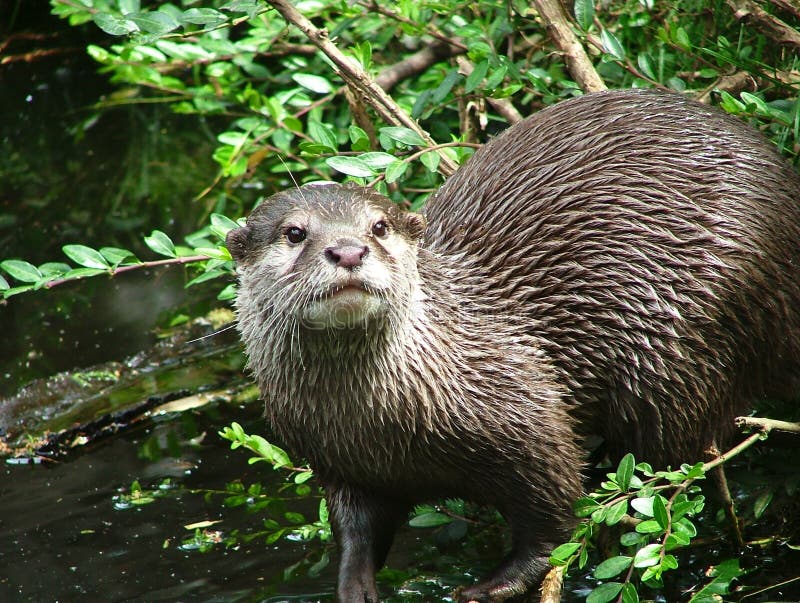 Otter stock photo. Image of watching, cubs, line, wildlife - 301606