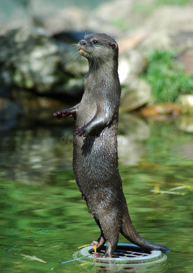 Otter Standing Stock Photos - Download 718 Royalty Free Photos