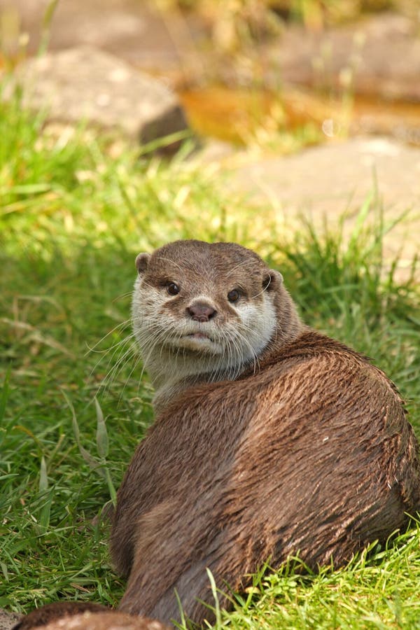 Otters stock photo. Image of family, couple, look, looking - 4432724