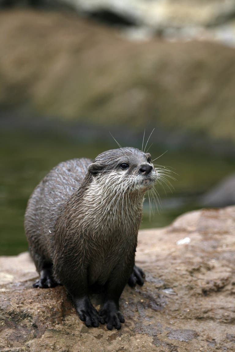 900 Otters Head Stock Photos - Free & Royalty-Free Stock Photos from ...