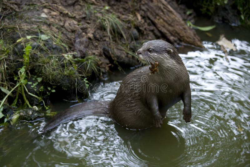 Otter stock photo. Image of waiting, recline, line, pups - 7202962